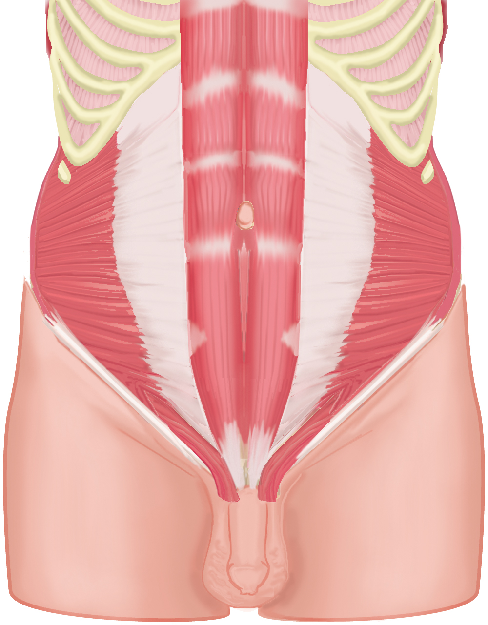 Leiden - Drawing Layers of the abdominal wall: rectus abdominis muscle - no labels | AnatomyTOOL